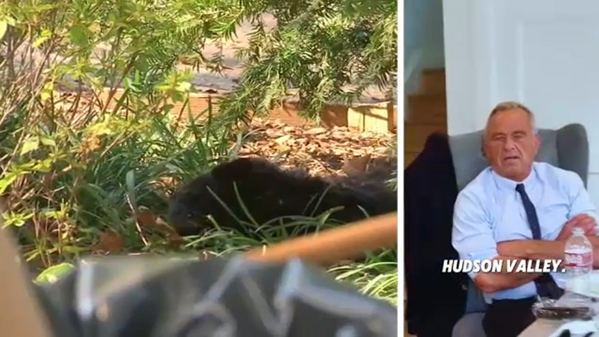 The RFK Jr. bear story is bizarre The RFK Jr. bear story is bizarre